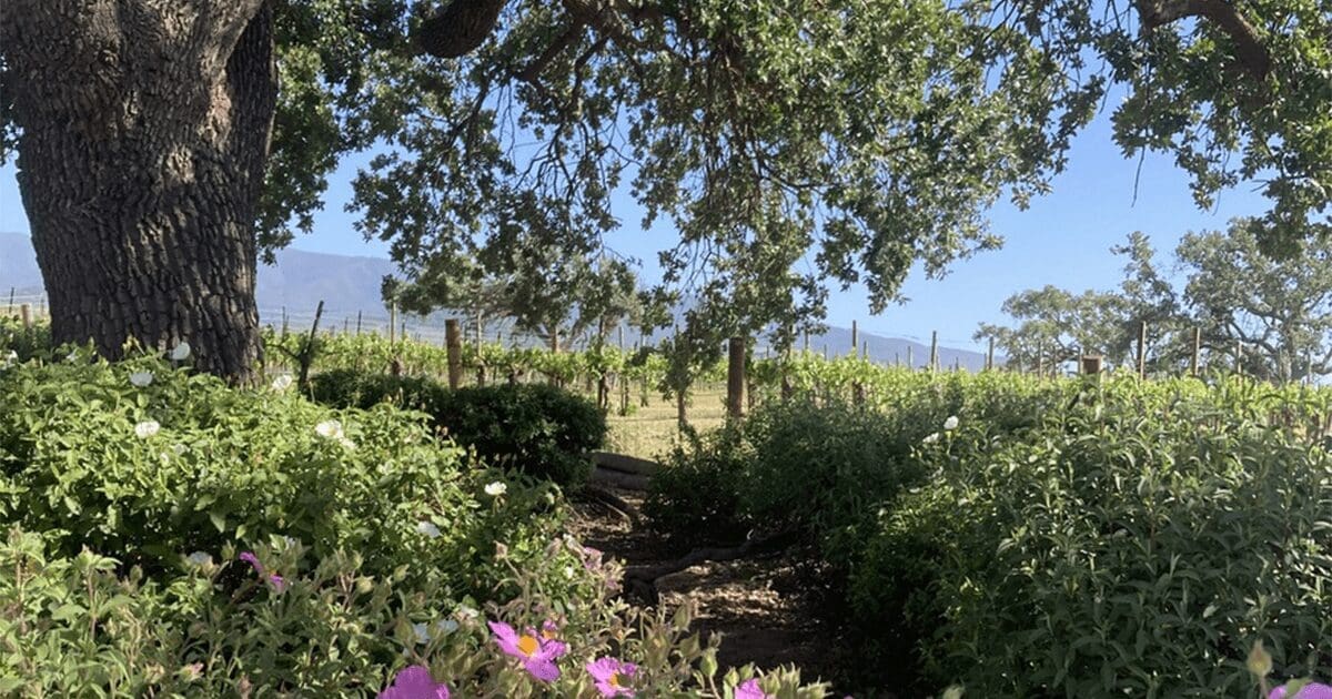 Tours of Santa Barbara - Lompoc California
